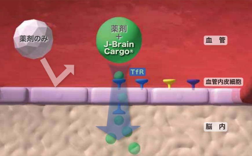 JCRの未来と可能性 | JCRファーマ株式会社 採用情報